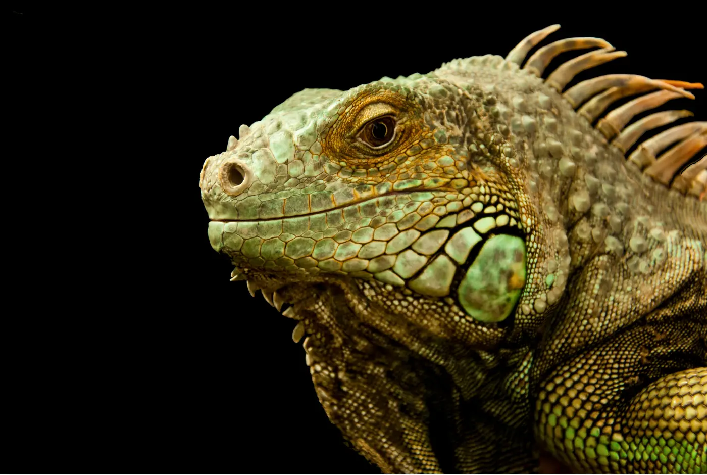 Get Rid of Iguanas in Your Florida Yard | Most Effective Iguana Control ...